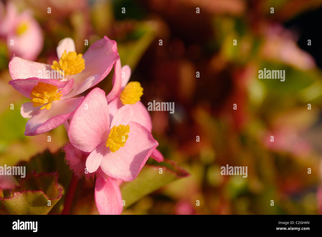 pink flower Balzamin. nature closeup Stock Photo - Alamy