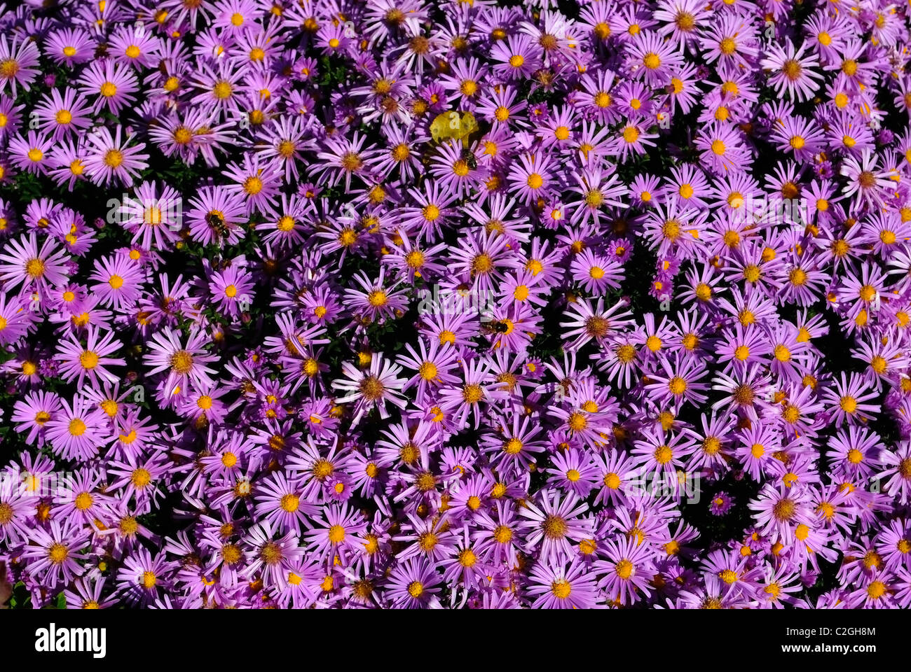 many flowers. aster Stock Photo - Alamy