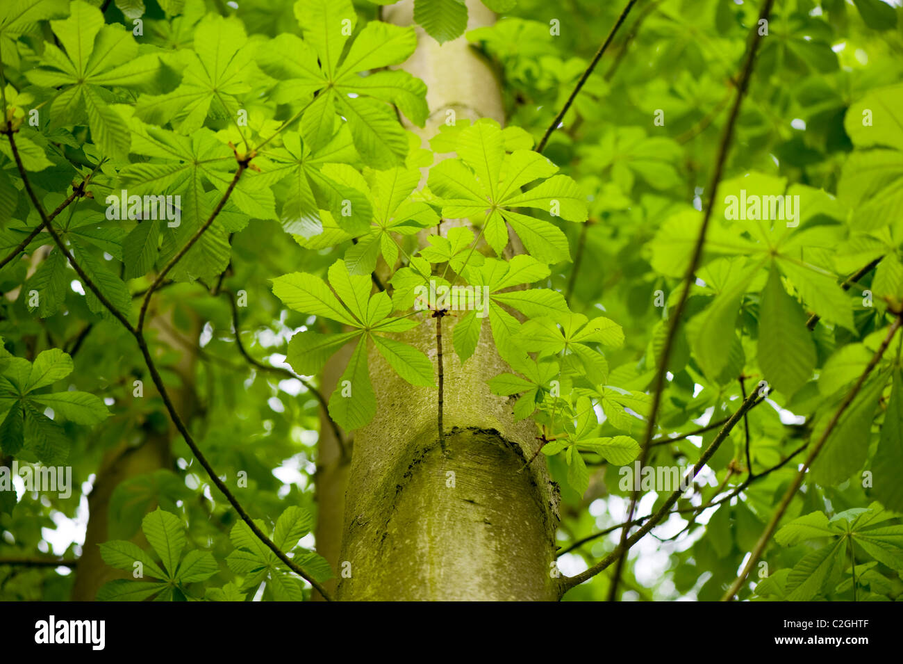 Conker tree hi-res stock photography and images - Alamy