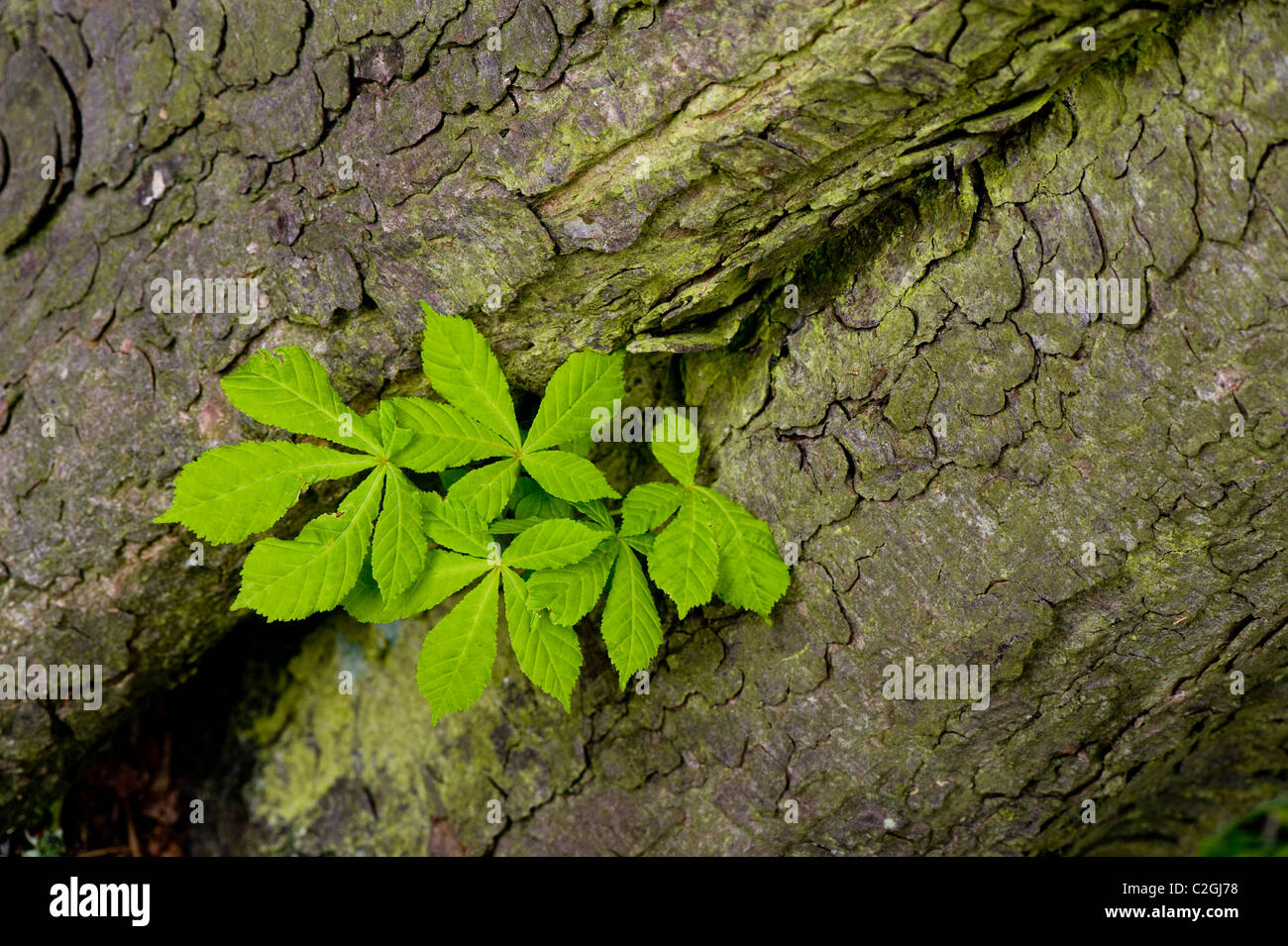 Horse Chestnut Tree - Aesculus hippocastanum or Conker Tree Stock Photo ...