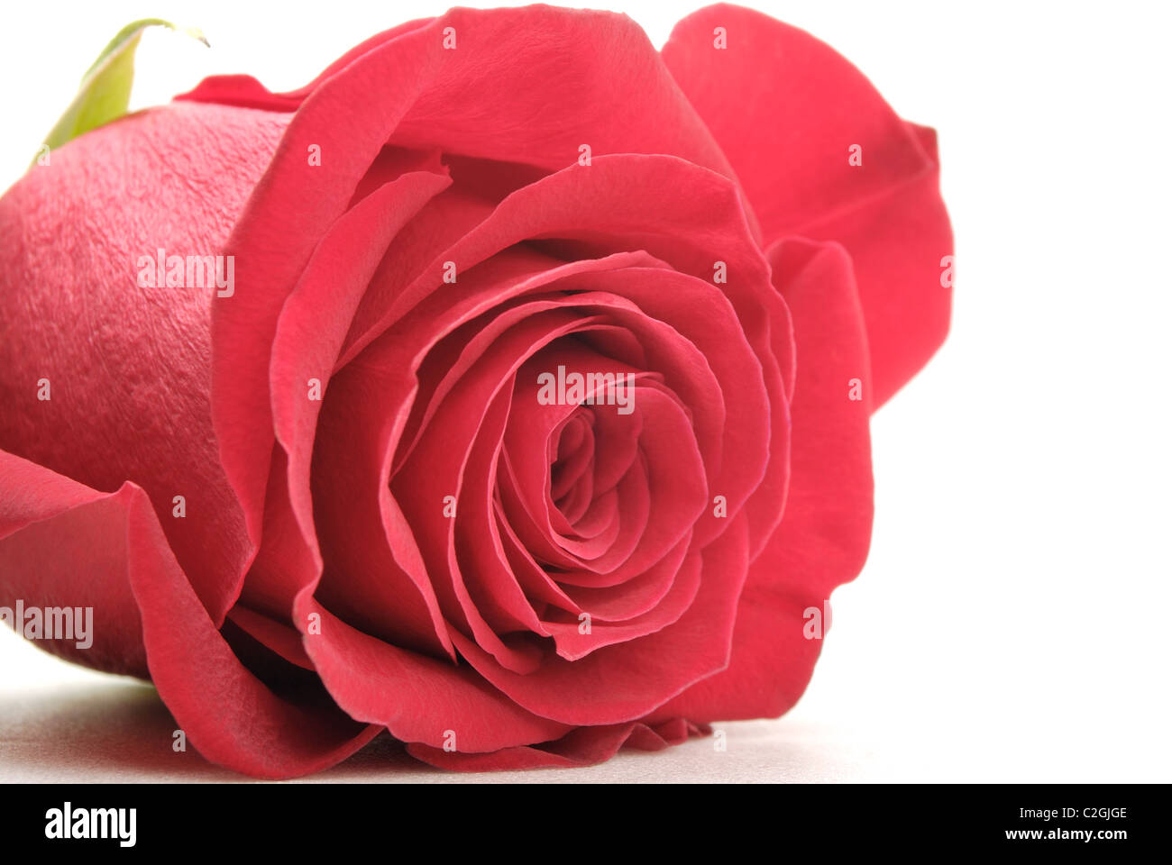 beautiful flower rose. closeup Stock Photo - Alamy