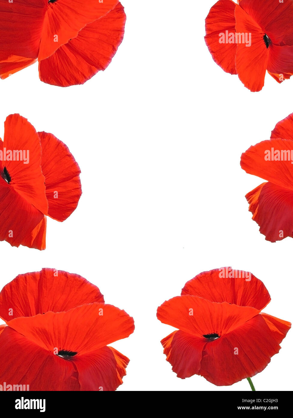 red papavers on white. card Stock Photo - Alamy