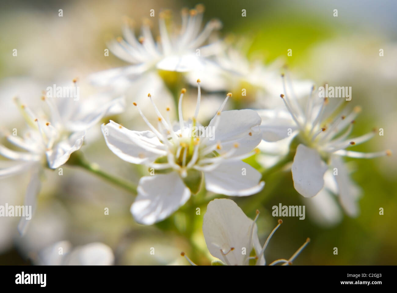 white spring tree in blossom. nature Stock Photo - Alamy