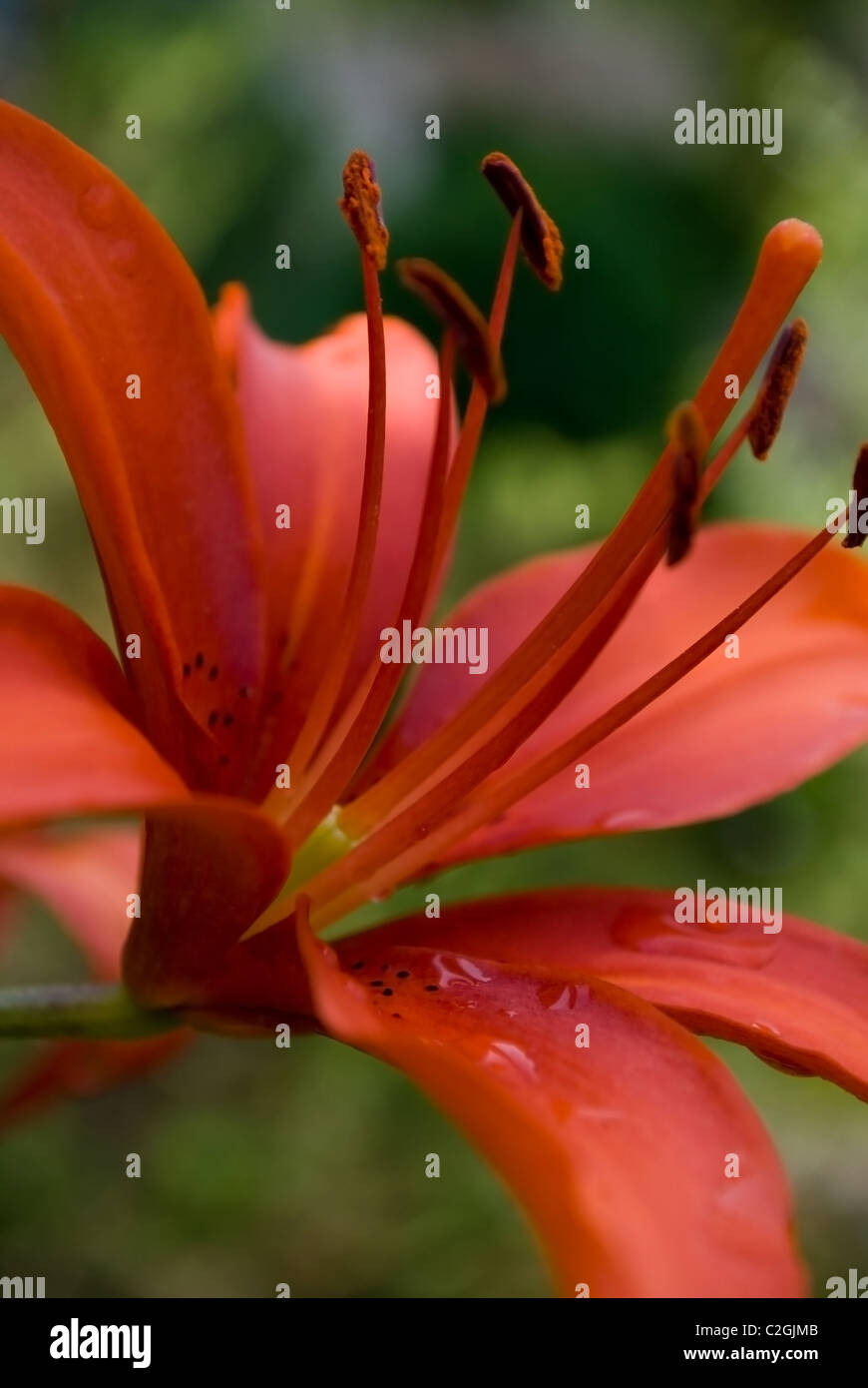 beautiful flower lily. close-up Stock Photo - Alamy