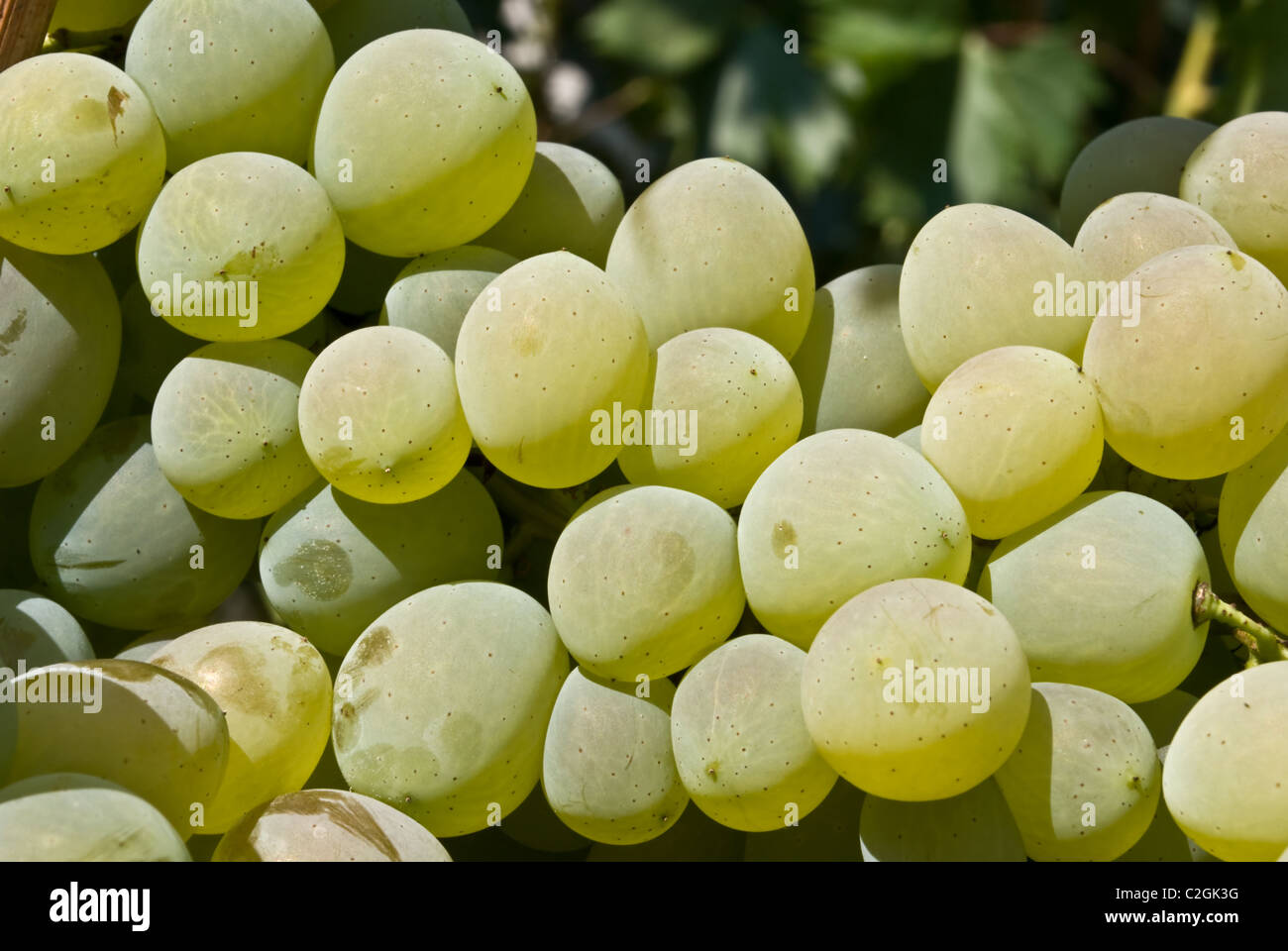 Grape shape hi-res stock photography and images - Alamy