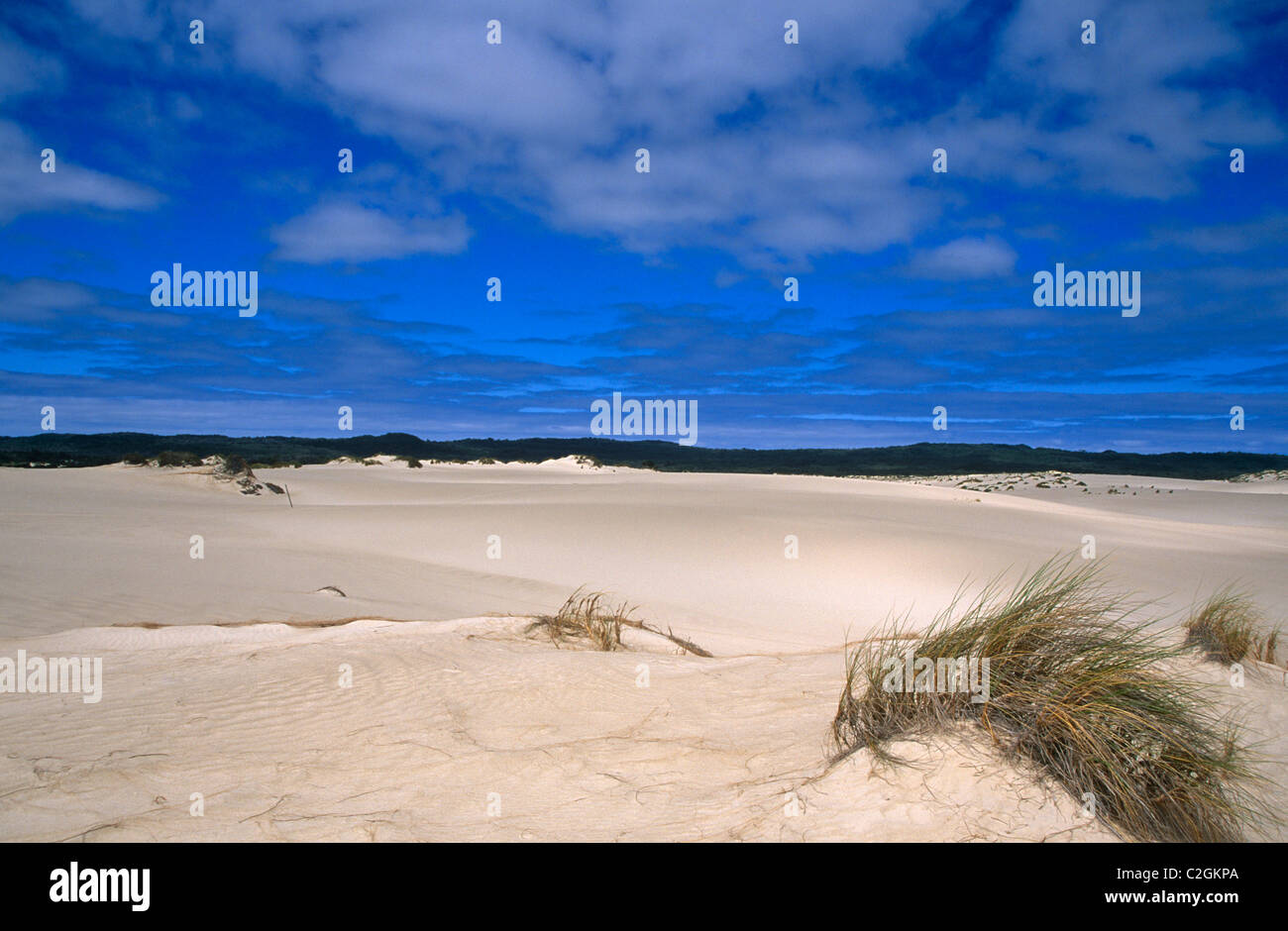 Sand dune grass western australia hi-res stock photography and images ...