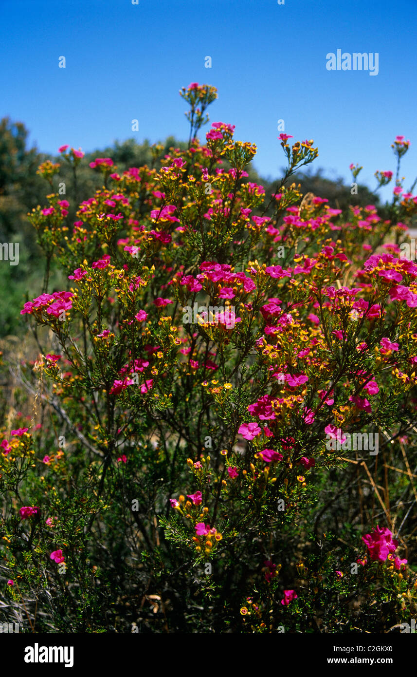 Flora Western Australia Australia Stock Photo - Alamy