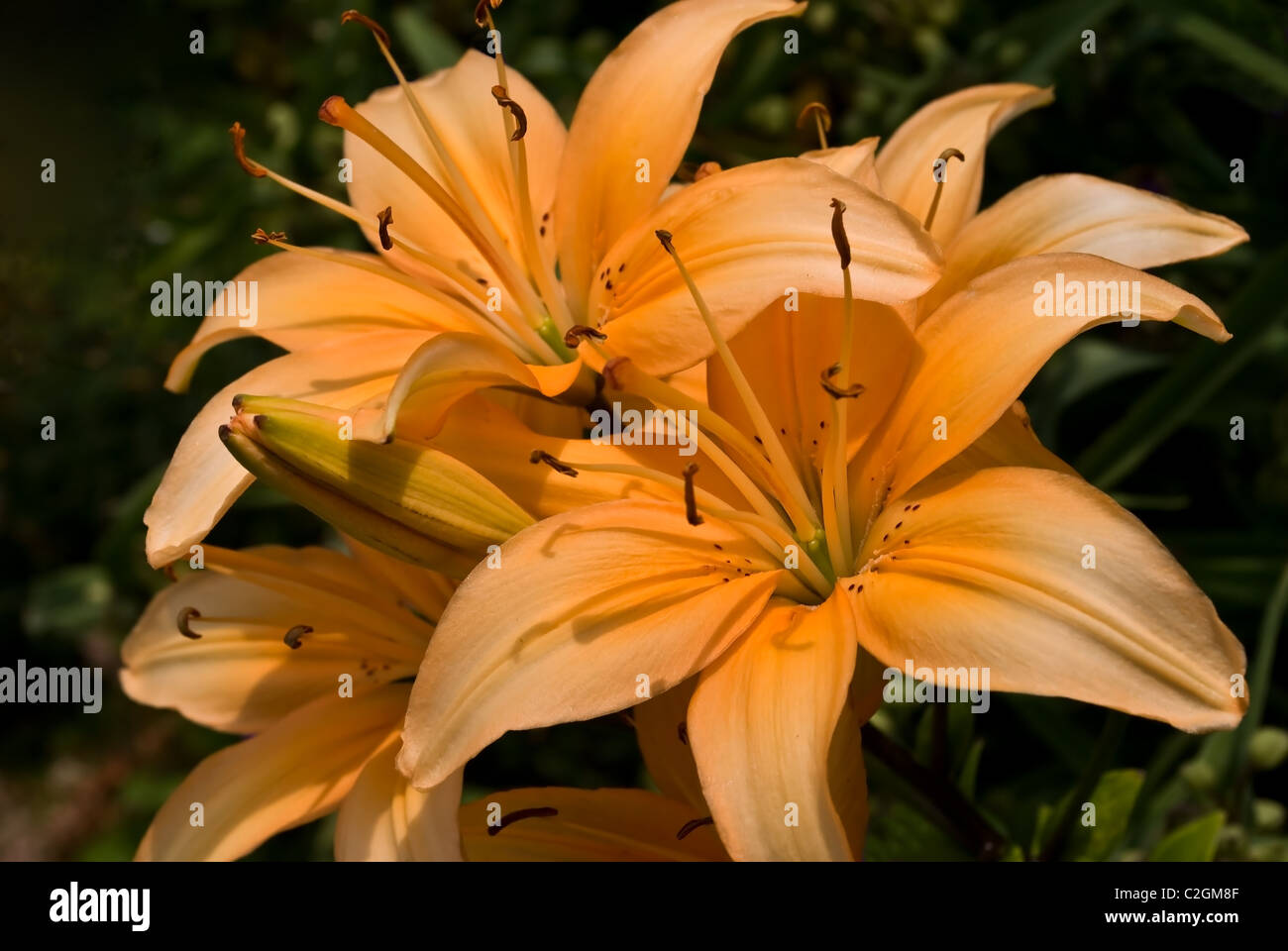 beautiful flowers lily Stock Photo - Alamy