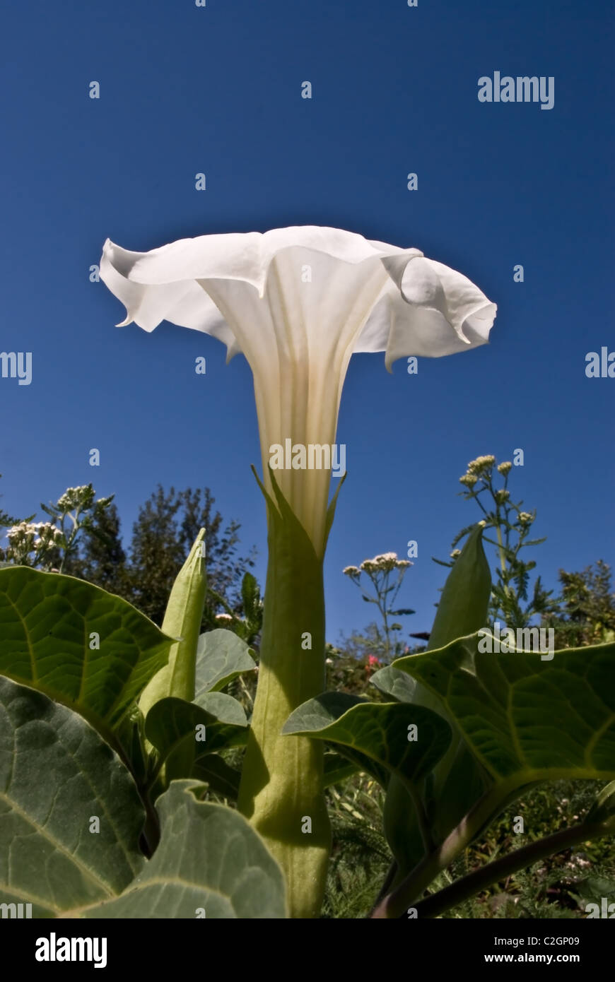 beautiful flowers datura Stock Photo - Alamy