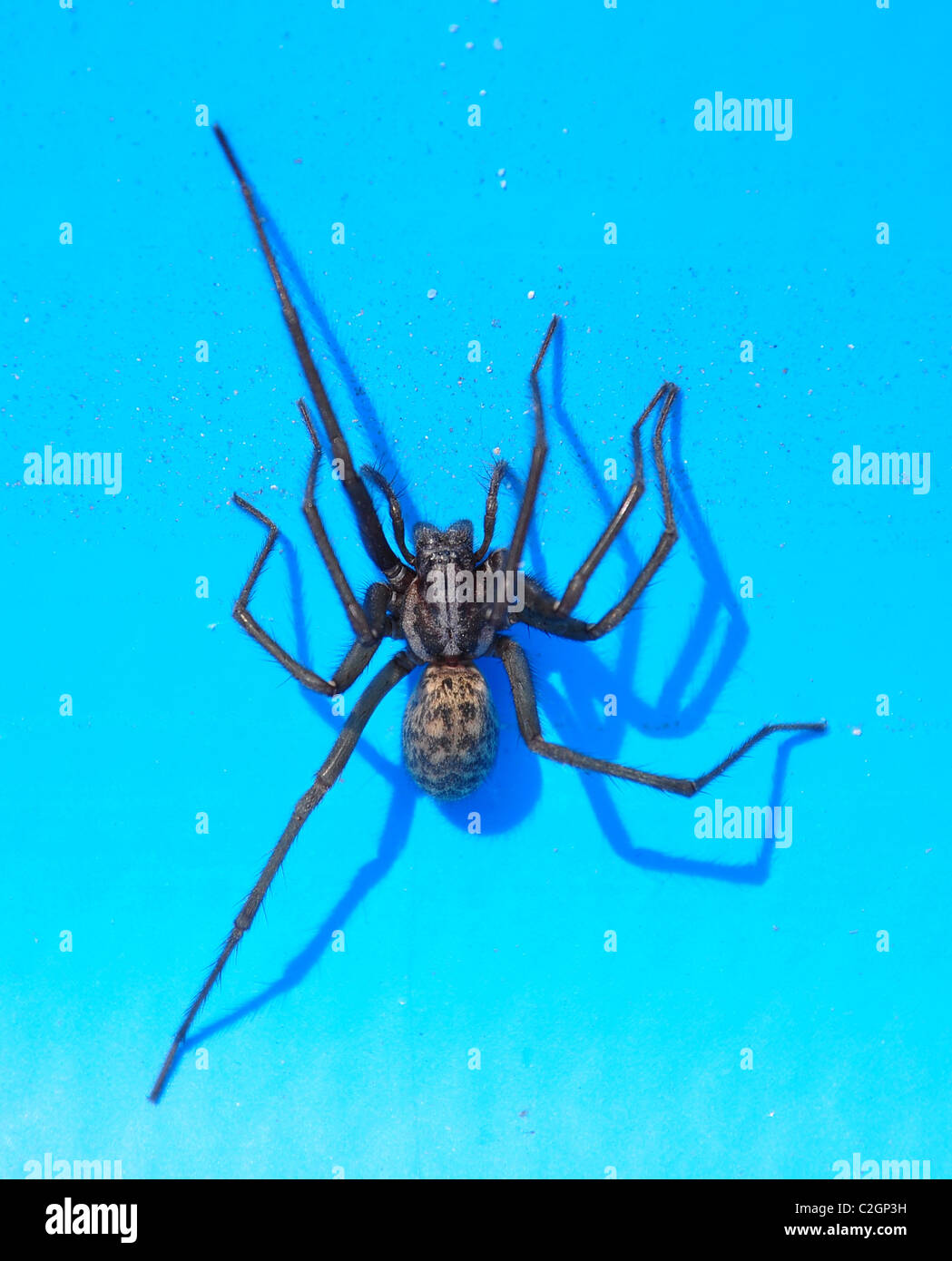 Spider pool hi-res stock photography and images - Alamy