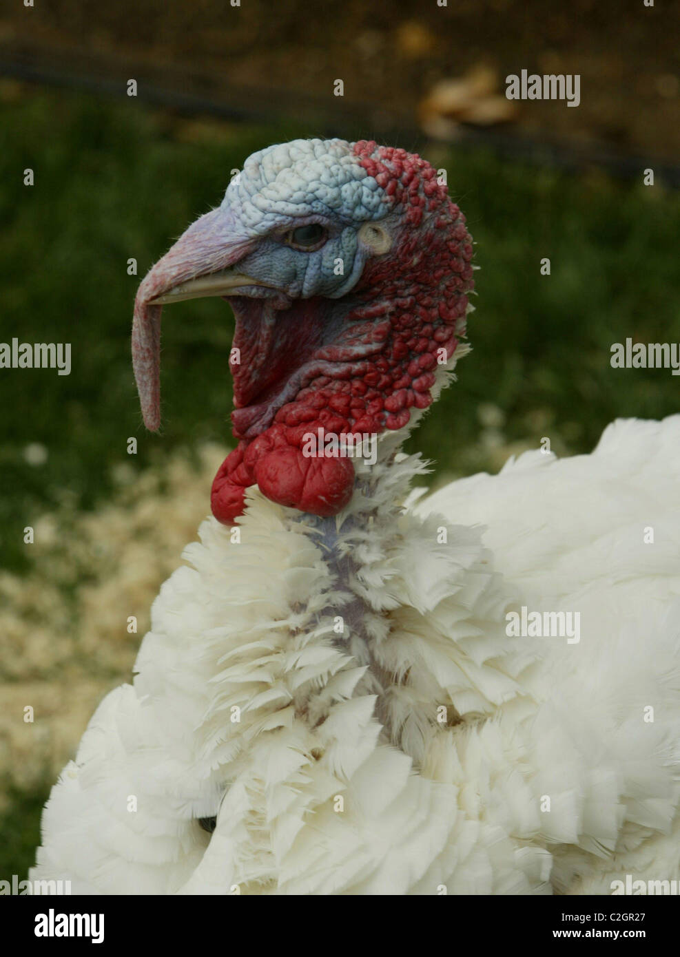 Flower President George Bush Pardons National Thanksgiving Turkey A ...