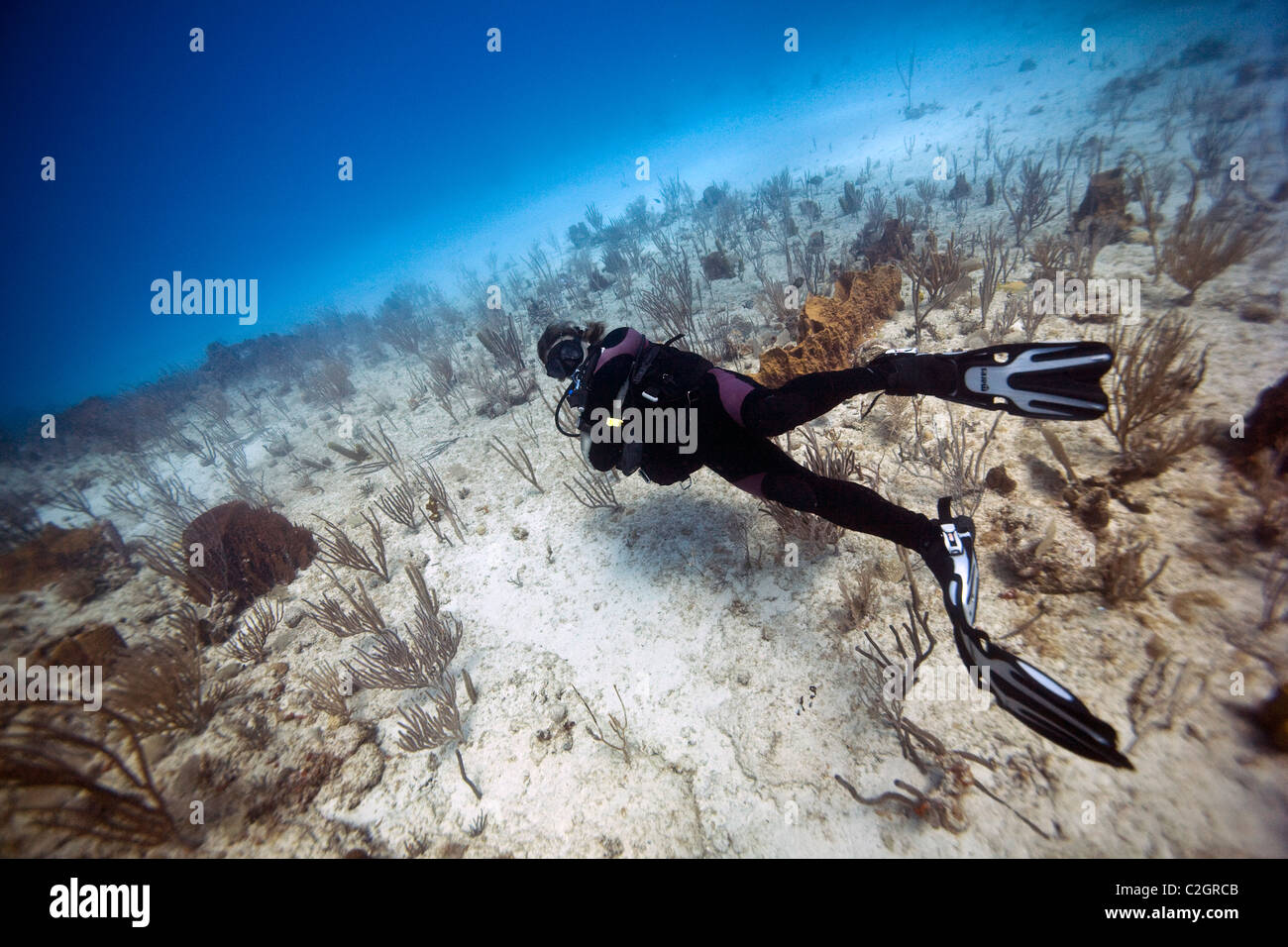A scuba diver enjoys a relaxing dive in the Caribbean Sea near English ...