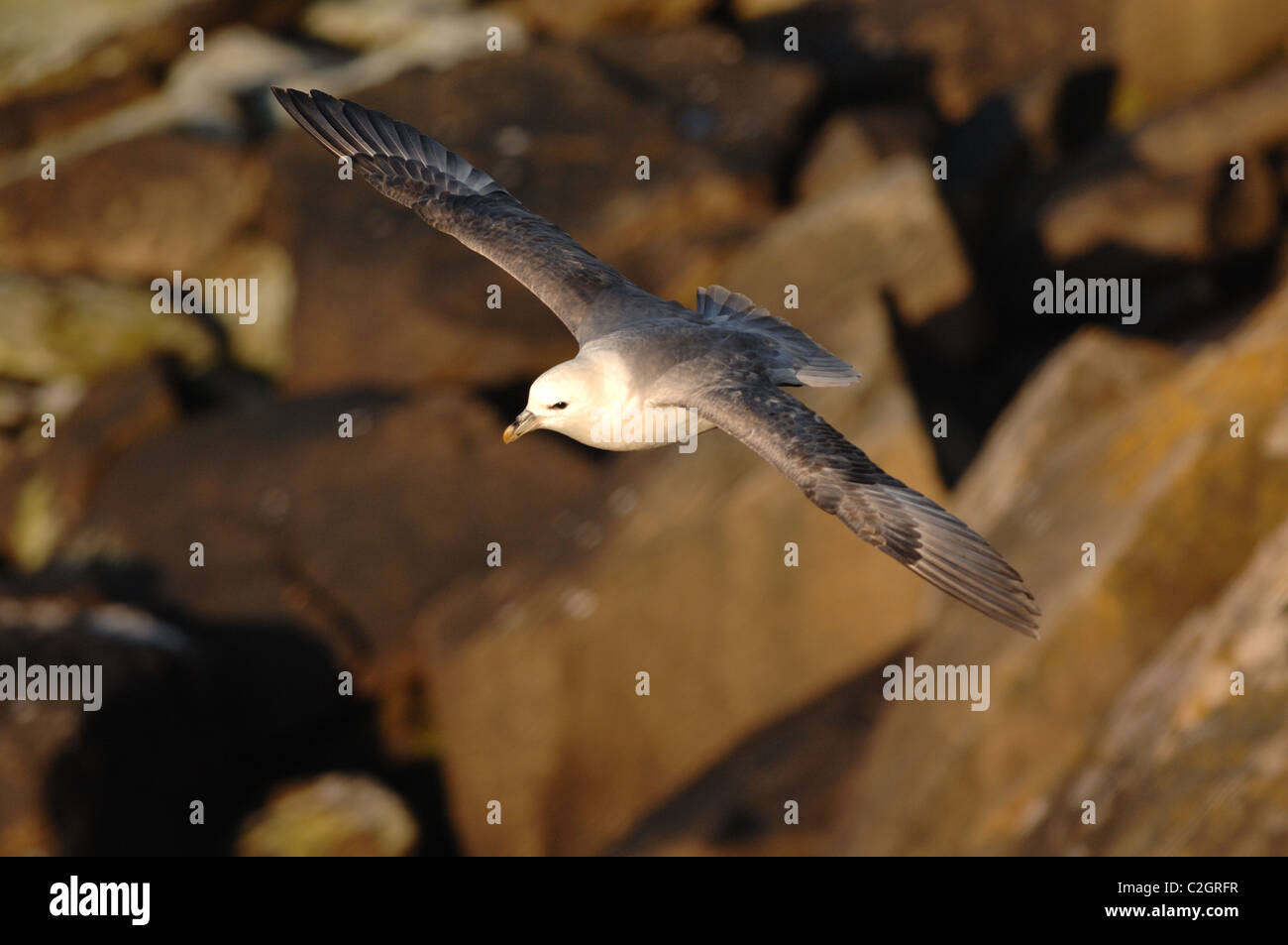 Northern fulmar in habitat hi-res stock photography and images - Alamy
