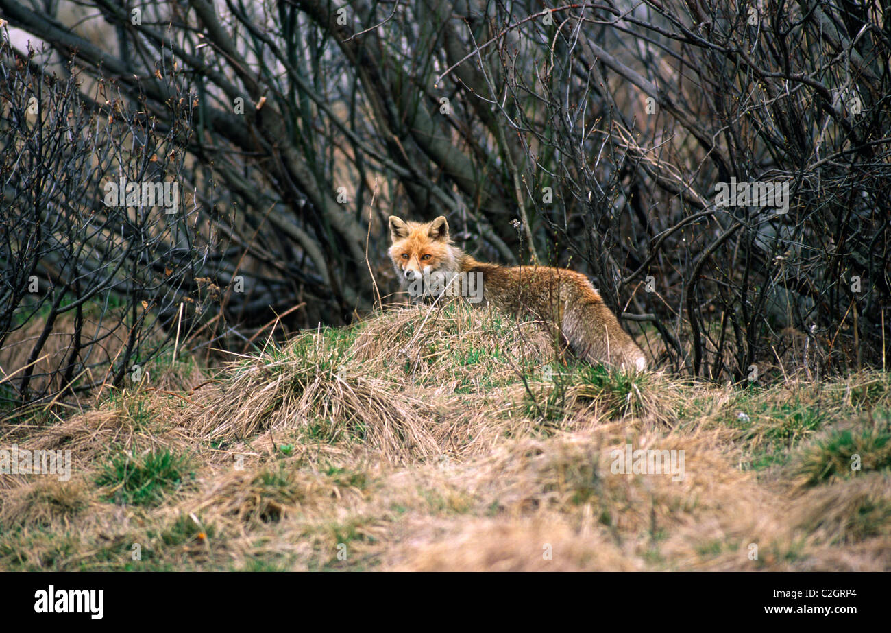Red Fox Alps Italy Stock Photo - Alamy