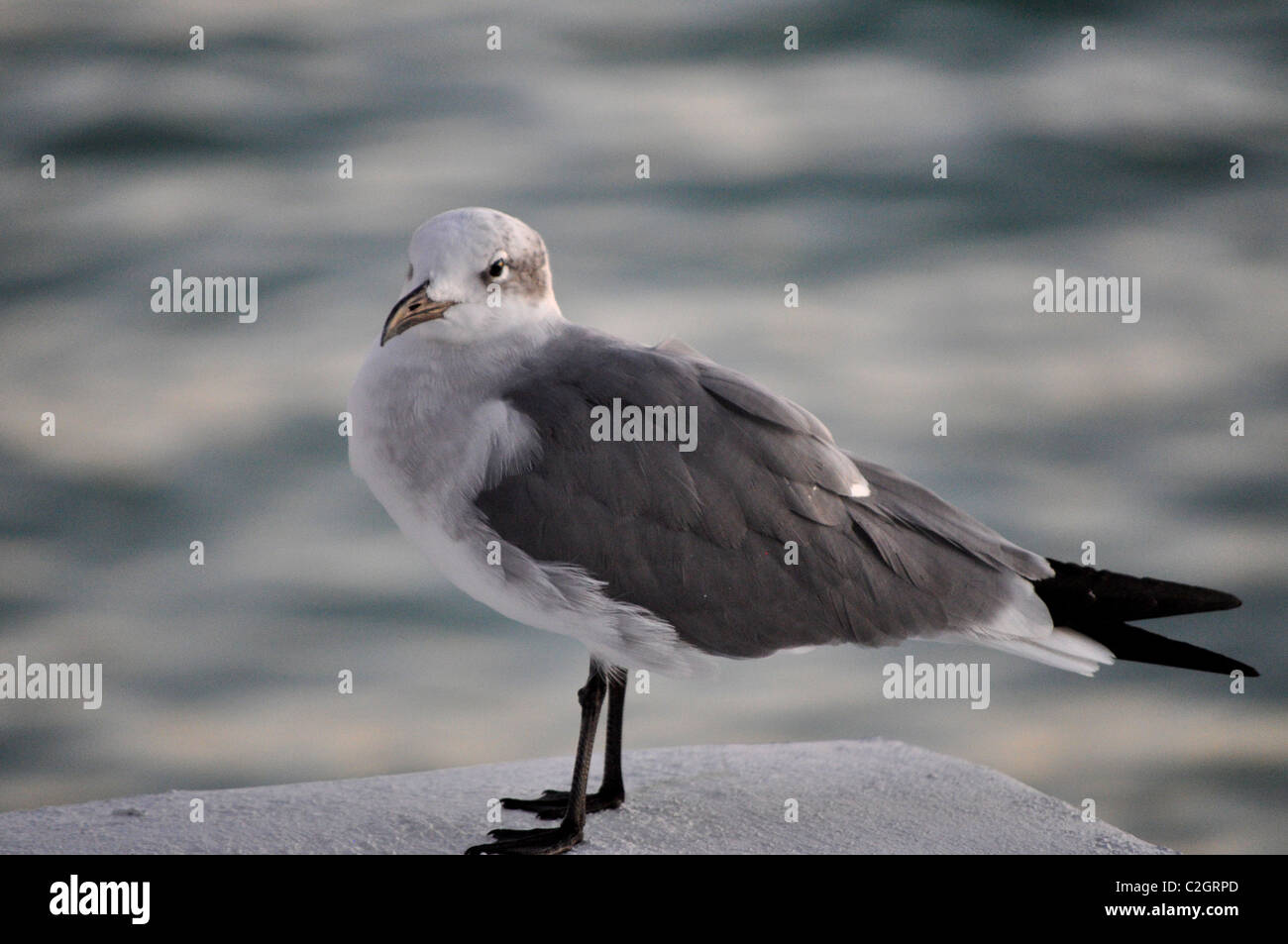 Alabama beach seagull hi-res stock photography and images - Alamy