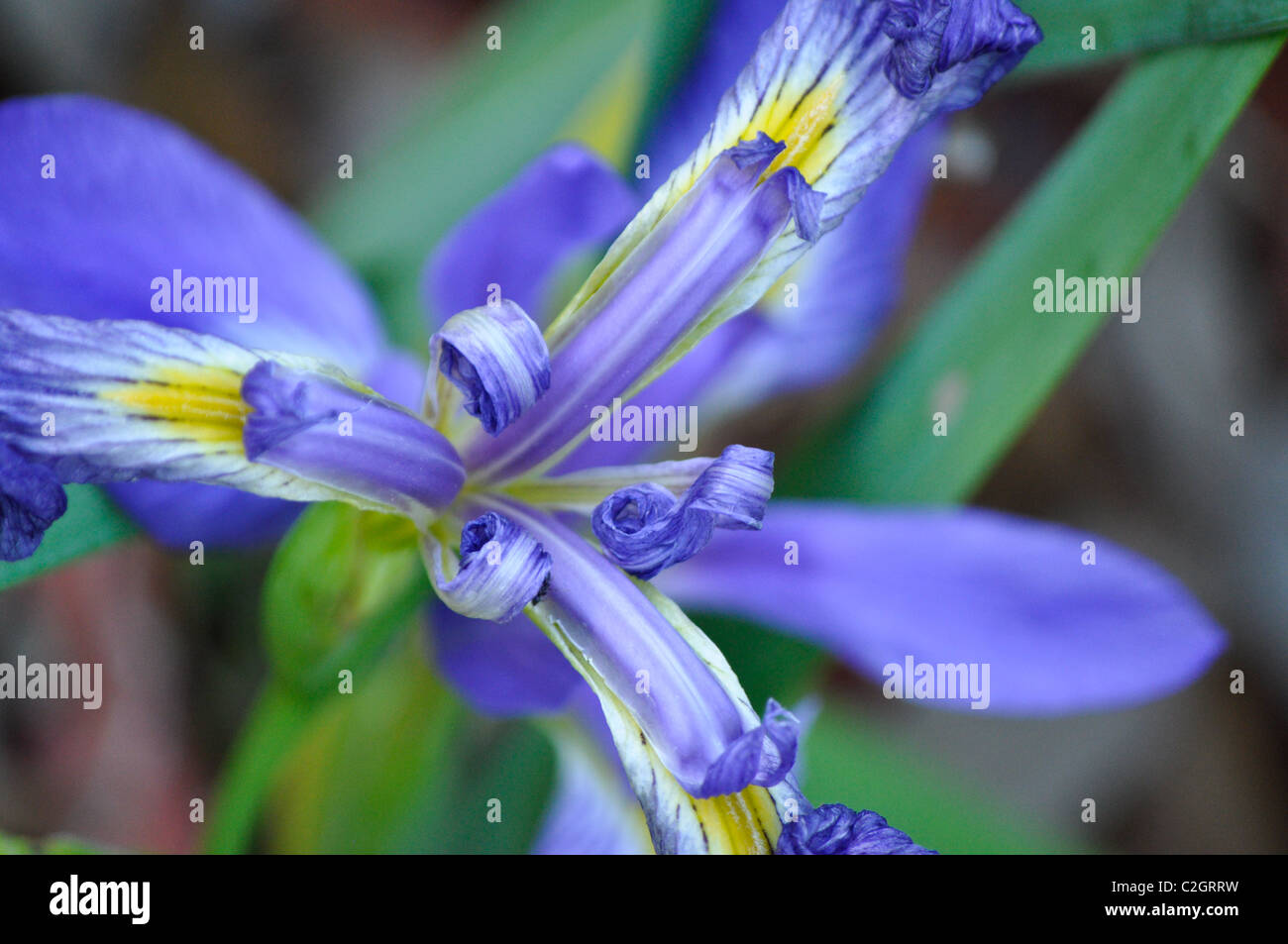 Tropical Iris Purple and Yellow Stock Photo - Alamy