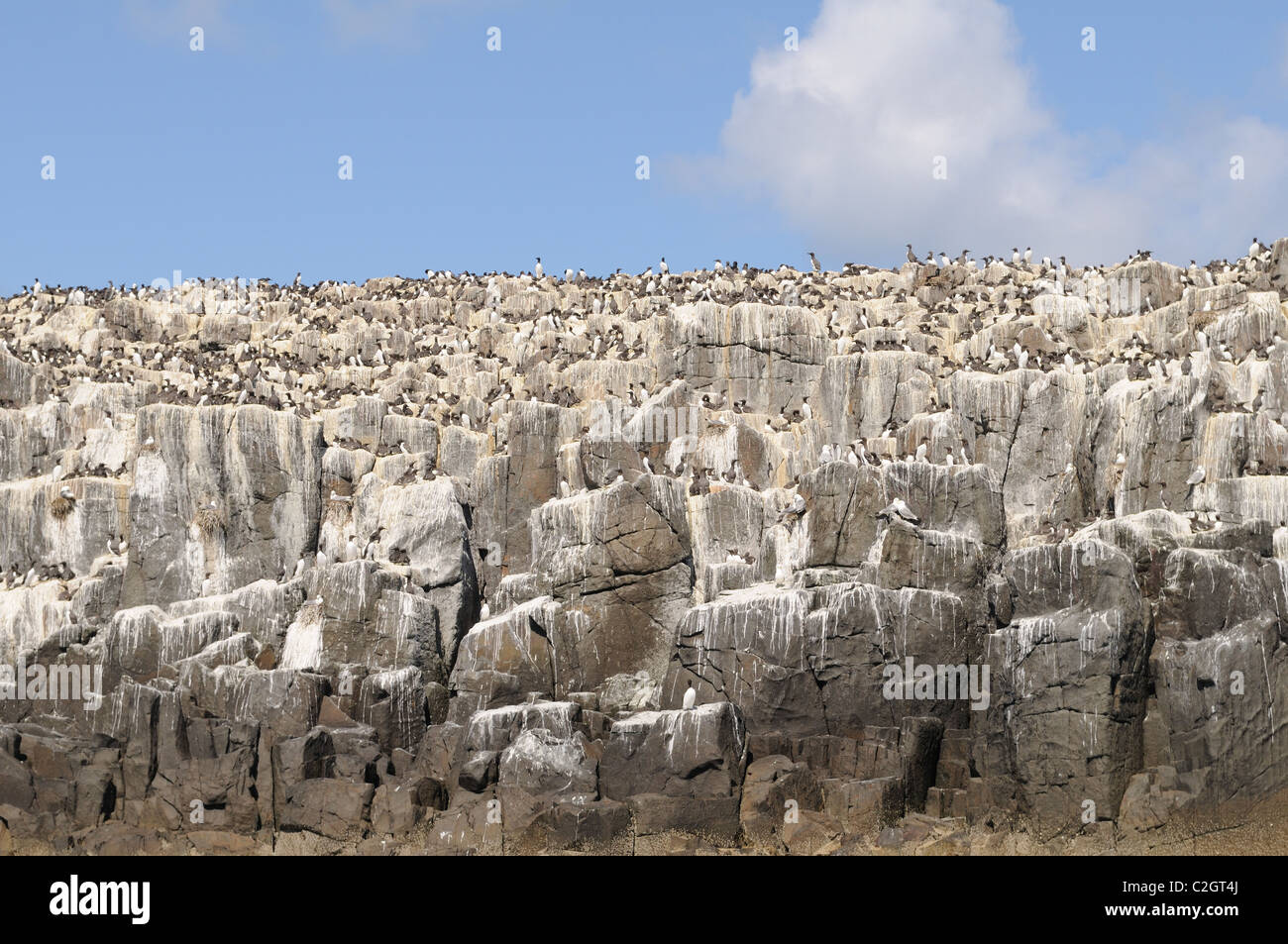 Inner Farne Farne Islands England Stock Photo - Alamy