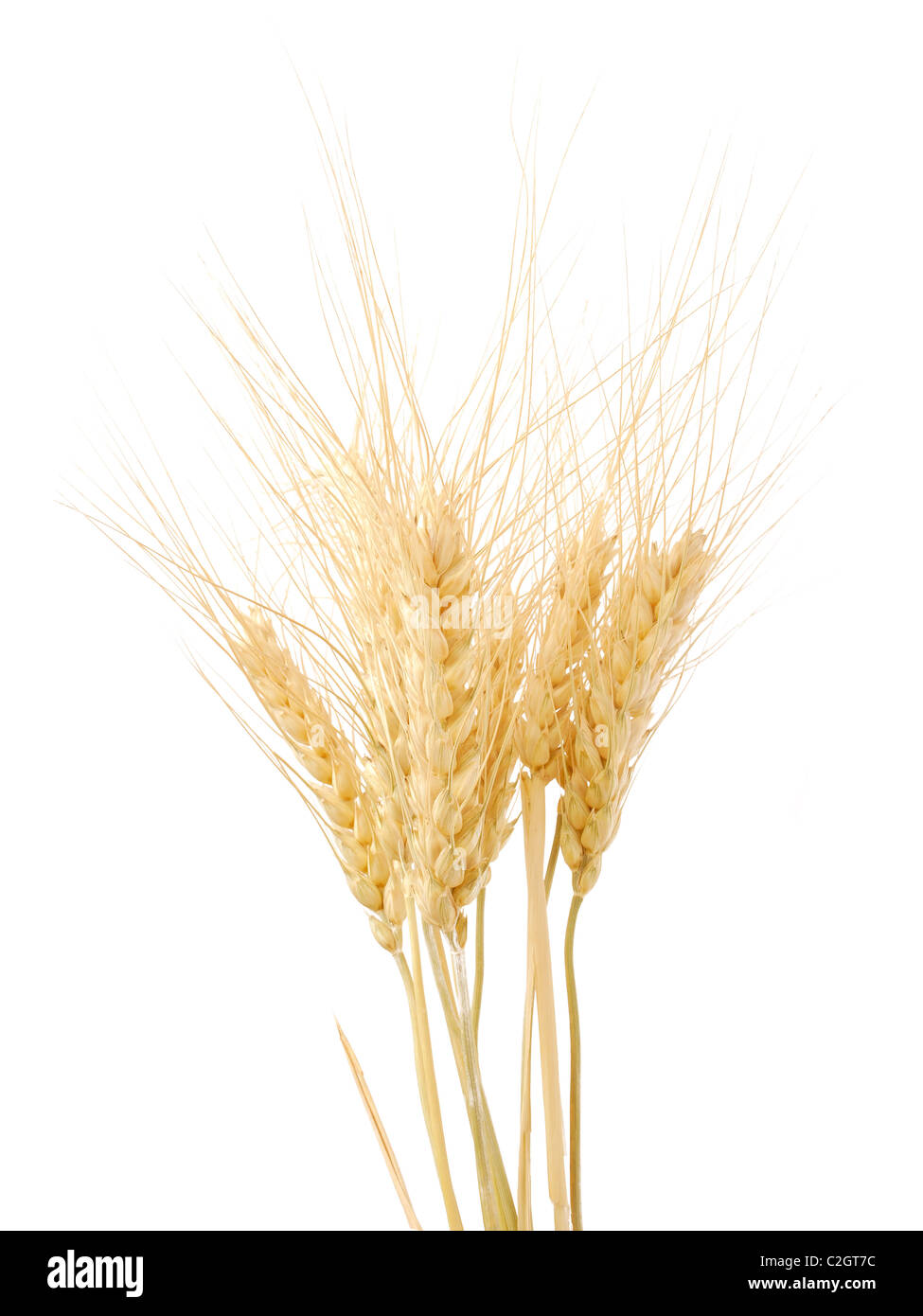 gold nature wheat on white. Closeup Stock Photo - Alamy