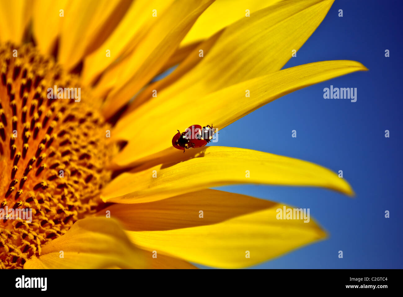 ladybugs on sunflower. close-up Stock Photo - Alamy