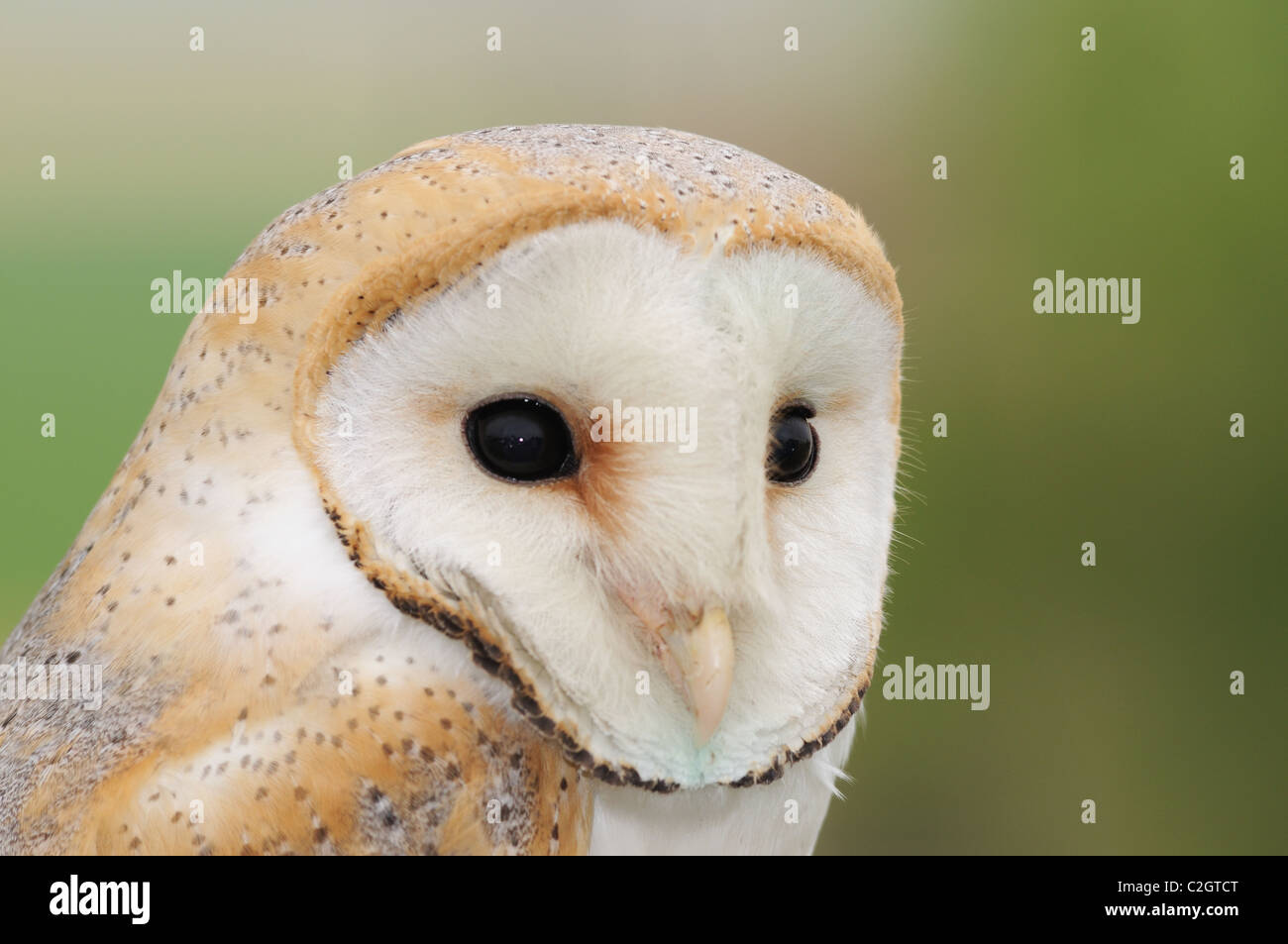 Owl Italy Stock Photo - Alamy