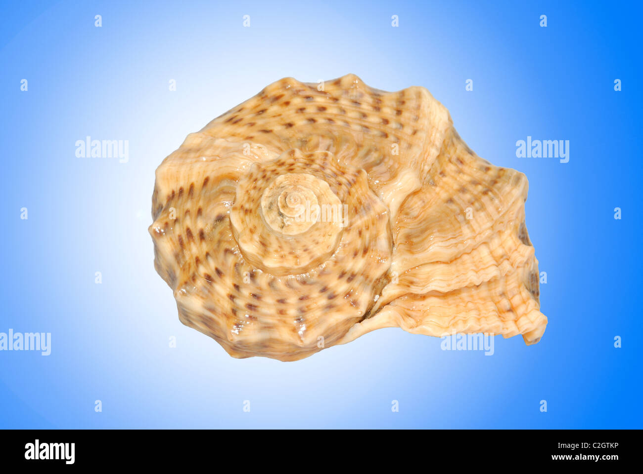 Blue shell pattern hi-res stock photography and images - Alamy