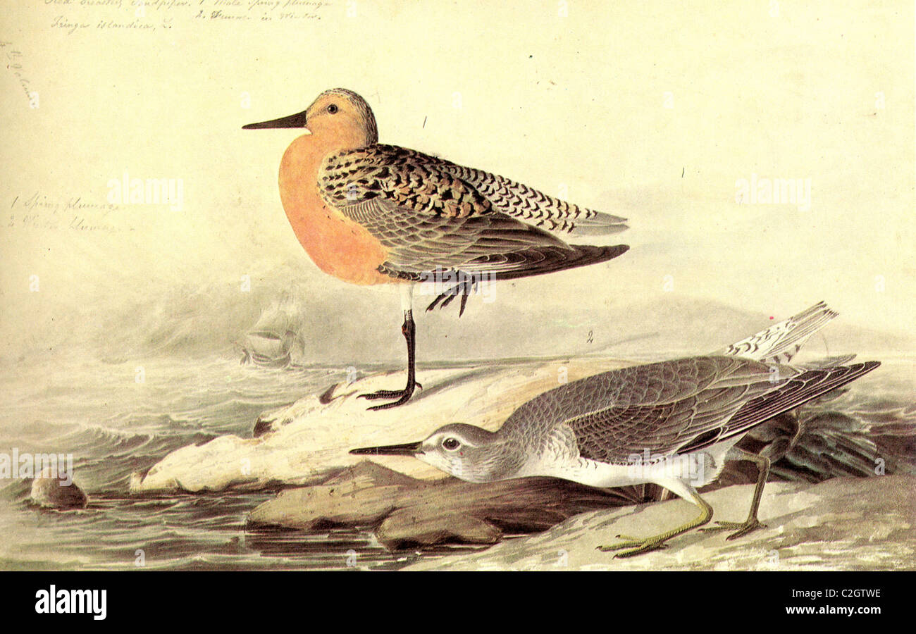 Leachs hi-res stock photography and images - Alamy