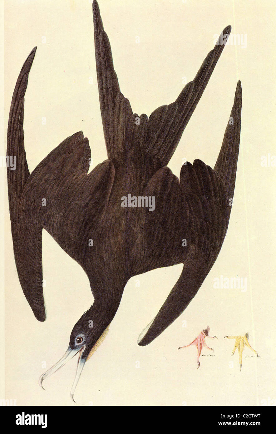 Magnificent Frigate Bird Stock Photo - Alamy