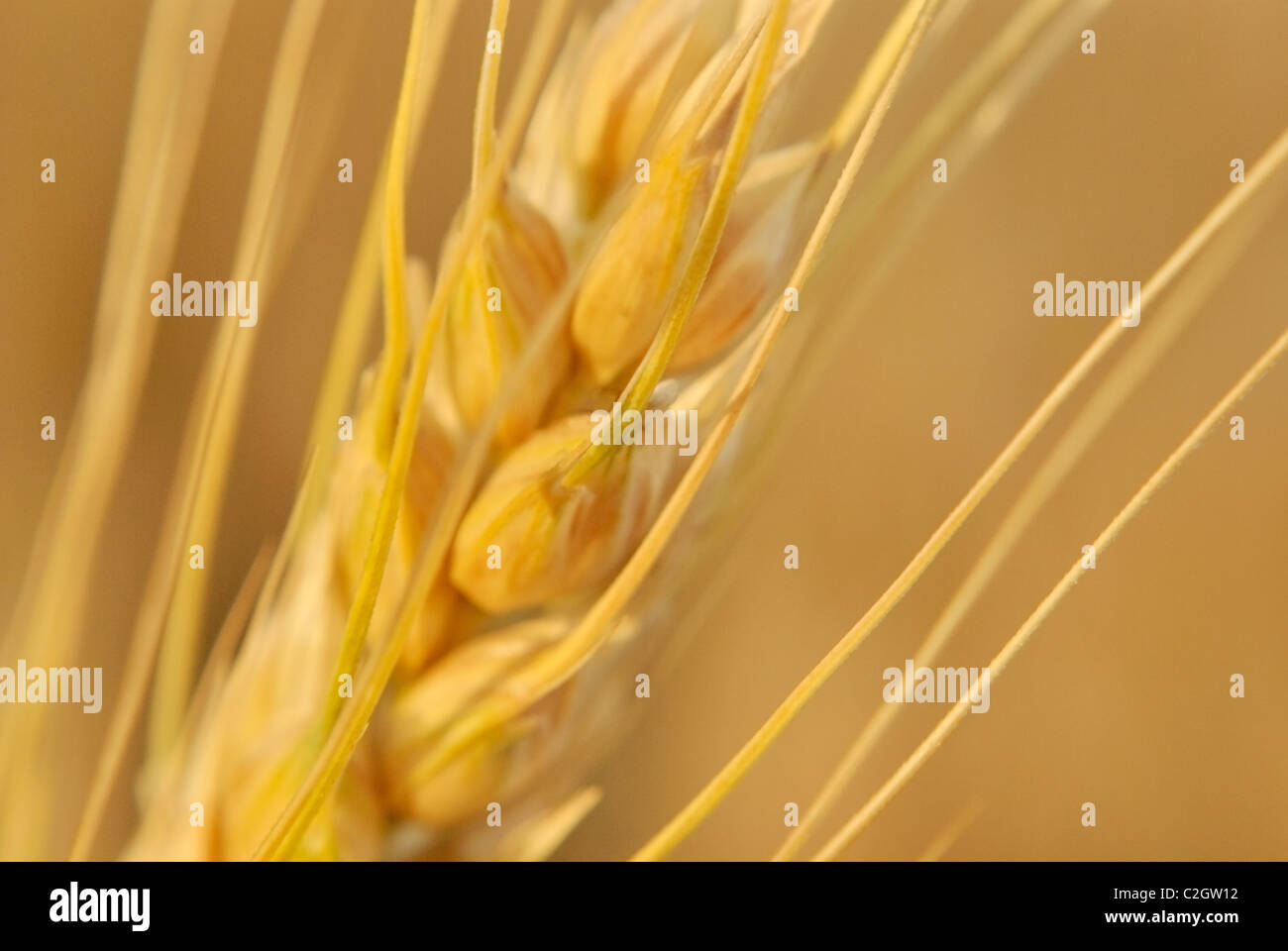 gold nature field seed. closeup Stock Photo - Alamy