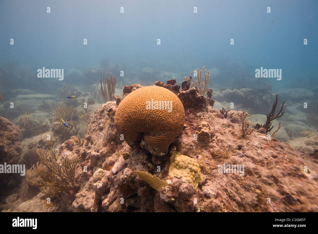 Diving out of English Harbour, Antigua. Diploria labyrinthiformis, also ...
