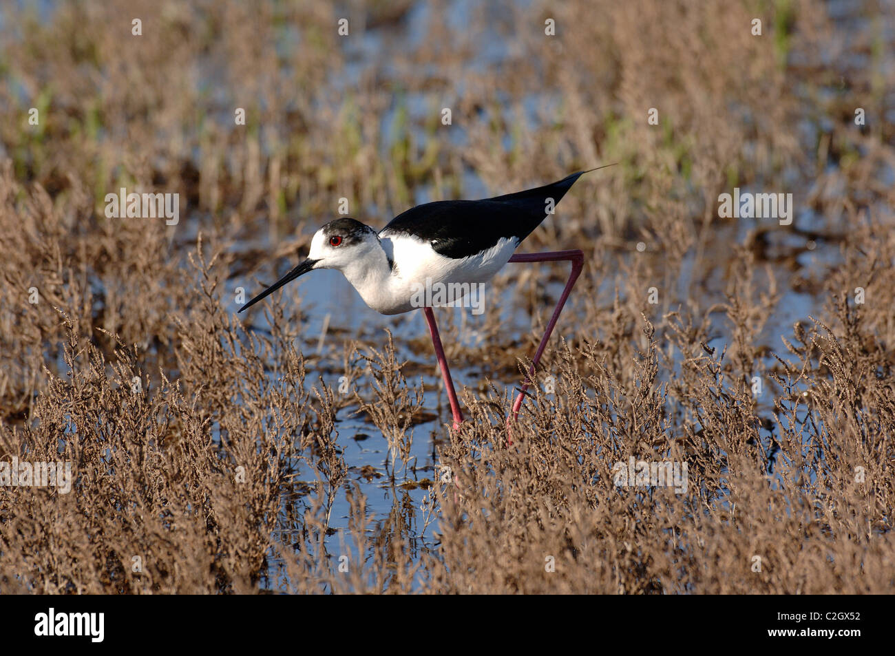 Bird Camargue France Stock Photo - Alamy