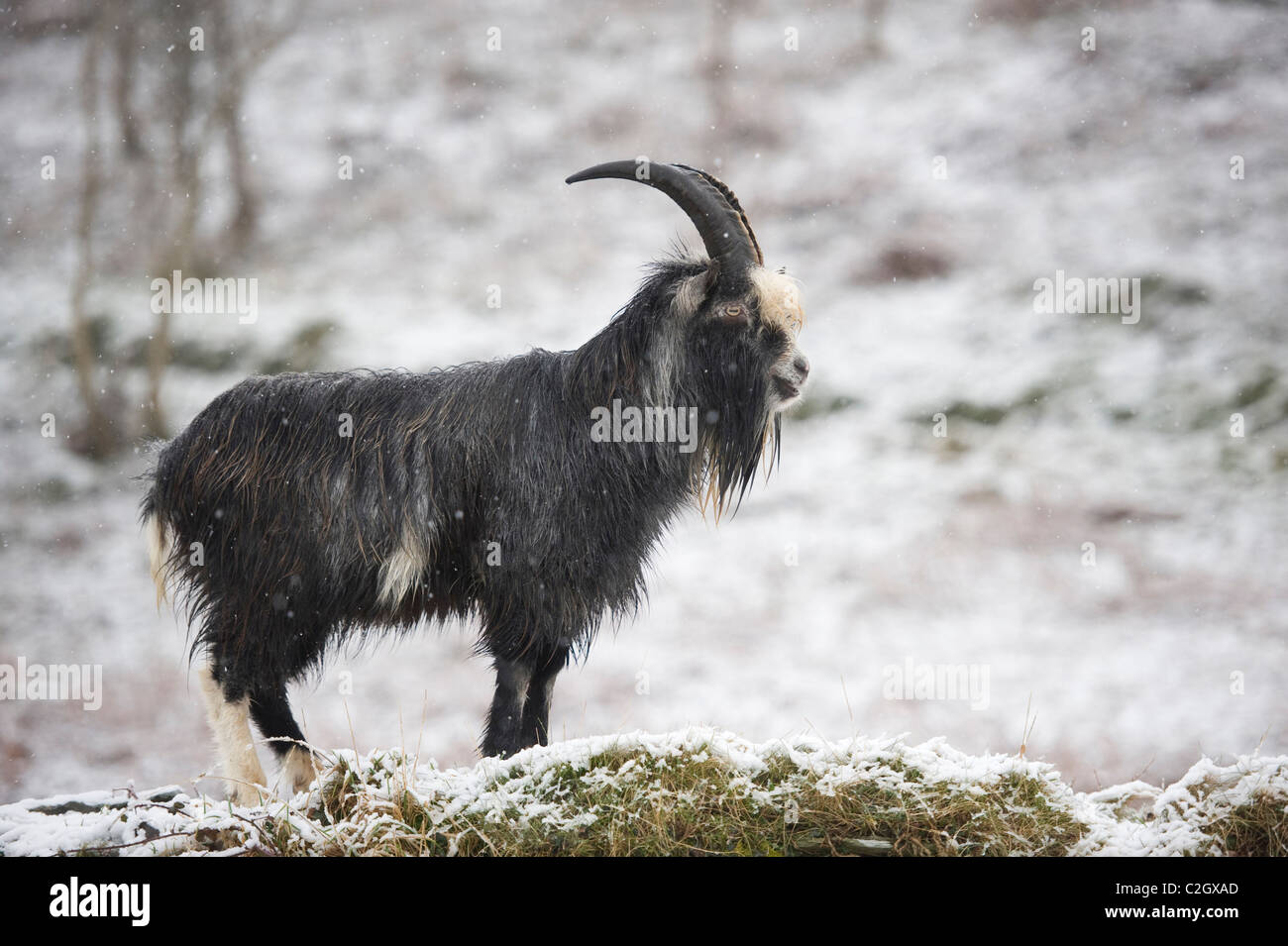 A wild feral nanny goat plays in the Valley Of Rocks, Lynton, Devon UK ...
