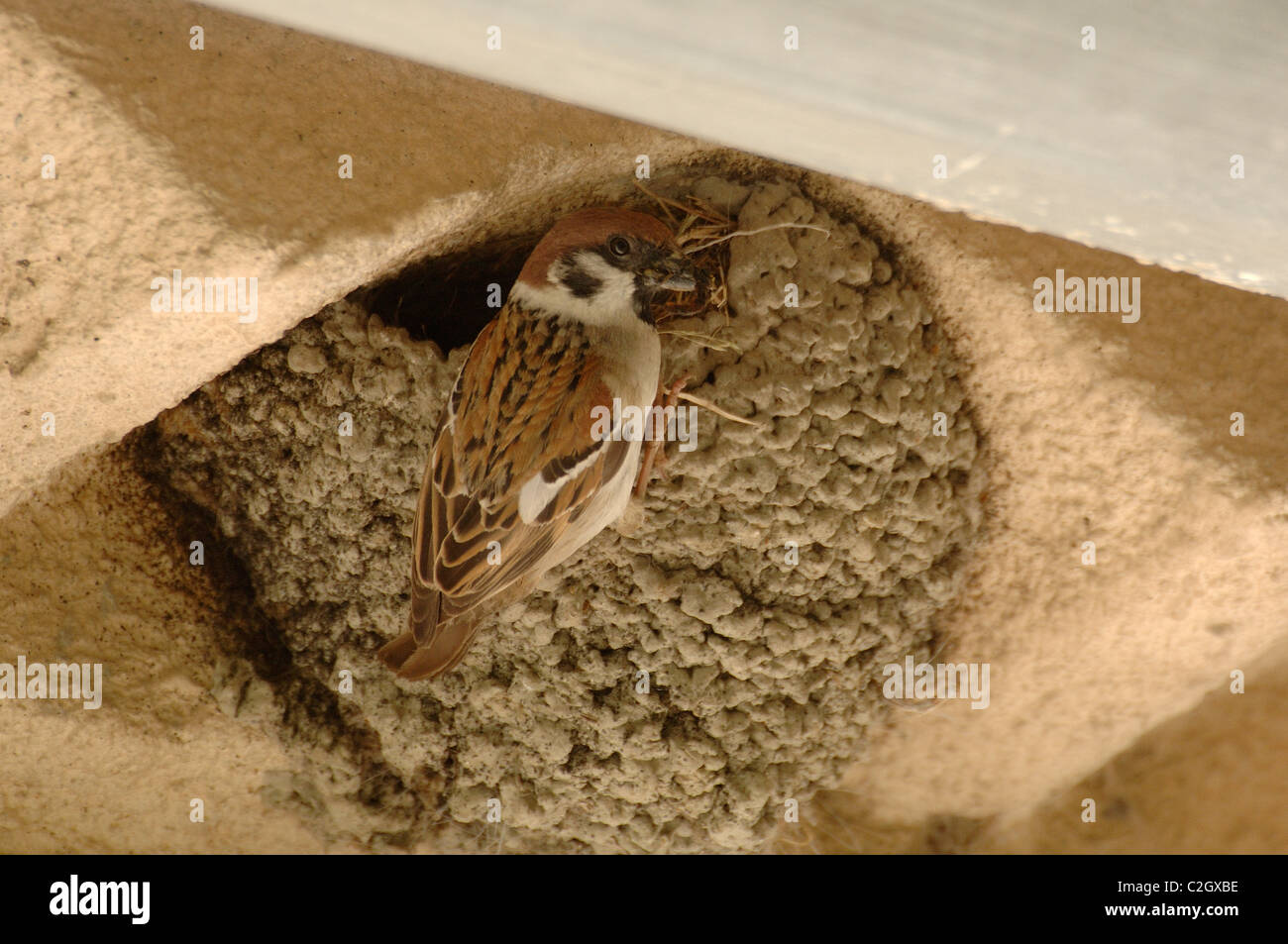 Tree sparrow nest hi-res stock photography and images - Alamy