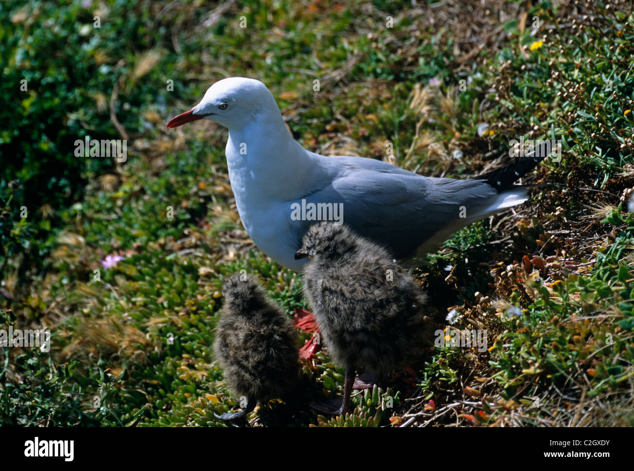 Silver Gulls Australia Stock Photo - Alamy