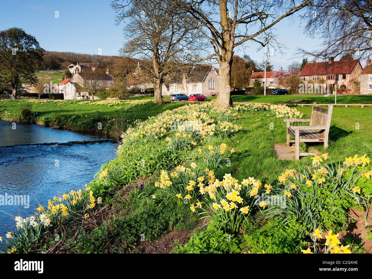 Sinnington daffodils hi-res stock photography and images - Alamy