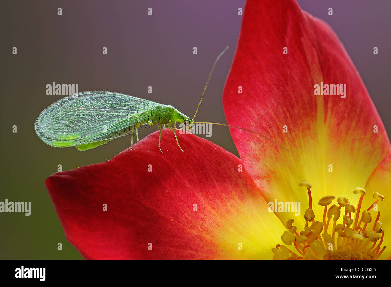 crisopa on a wild rose flower Stock Photo - Alamy