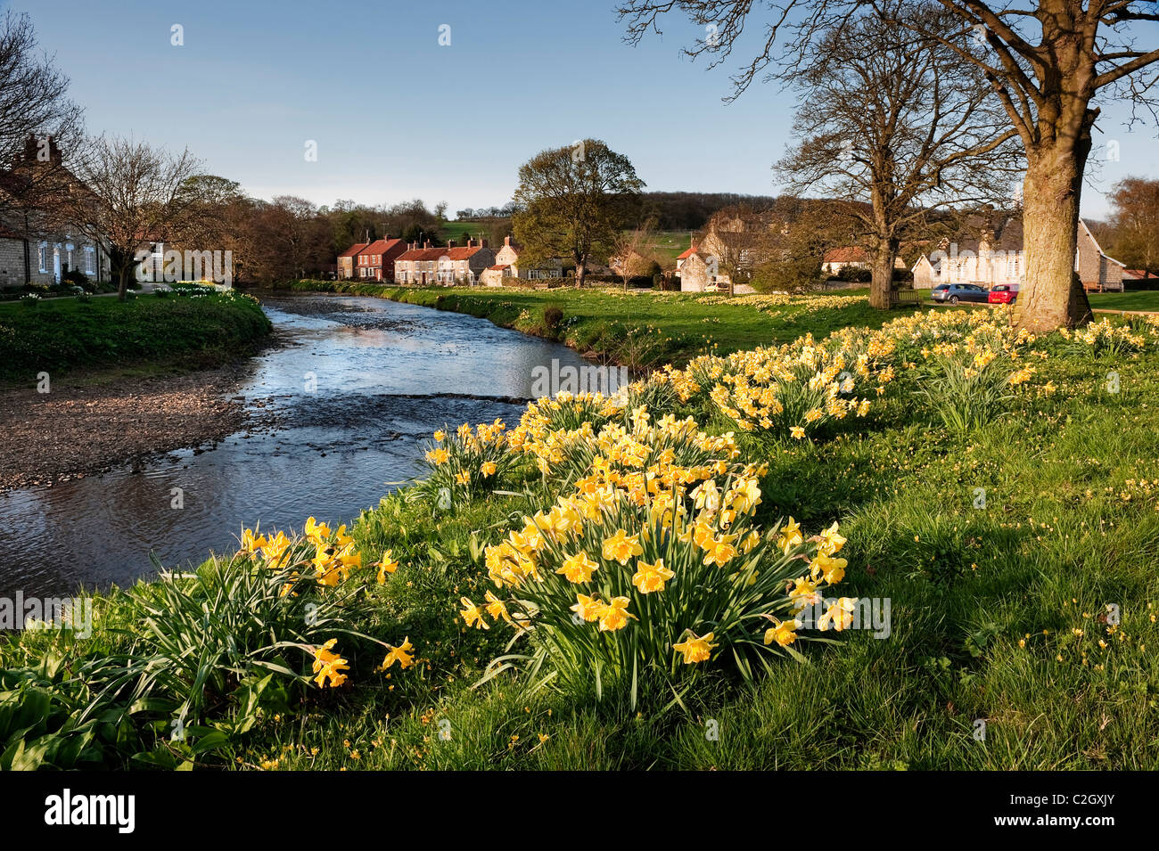 Spring Daffodils at Sinnington, North Yorkshire Stock Photo - Alamy