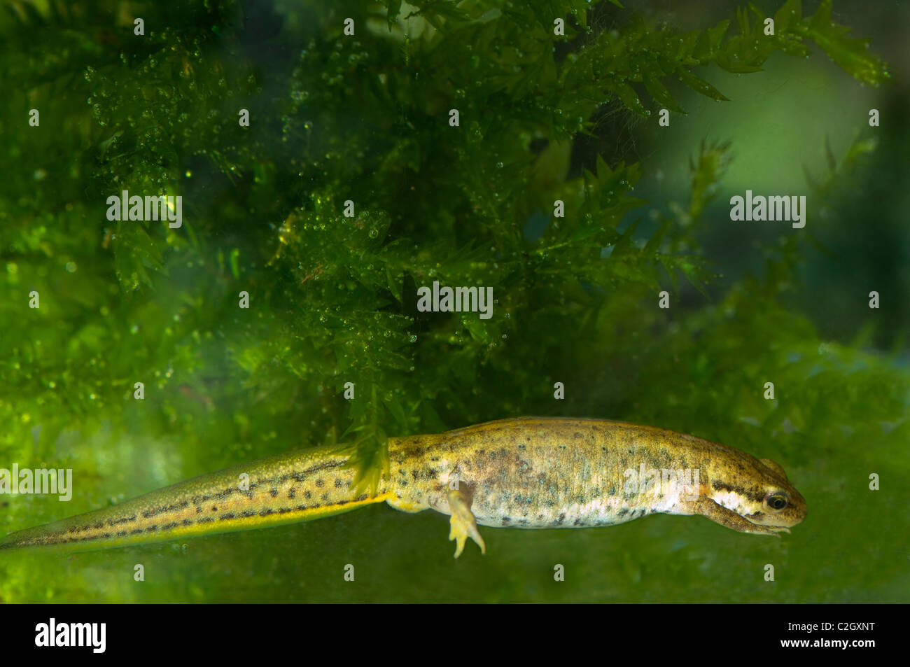 Palmate newts hi-res stock photography and images - Alamy