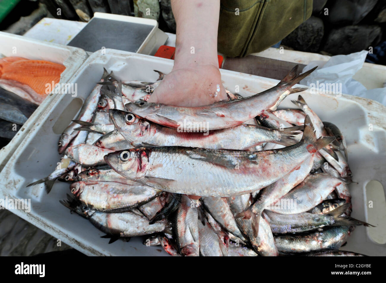 Herring herrings hi-res stock photography and images - Alamy