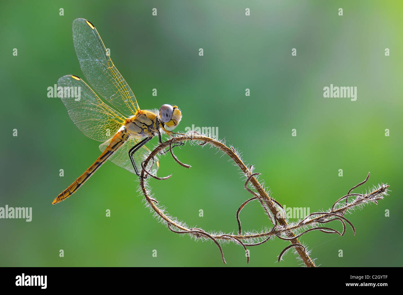 dragonfly on blade of grass Stock Photo - Alamy