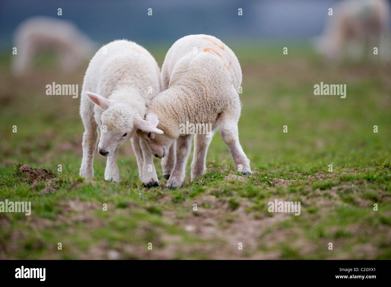 Four Sheep Legs High Resolution Stock Photography and Images - Alamy
