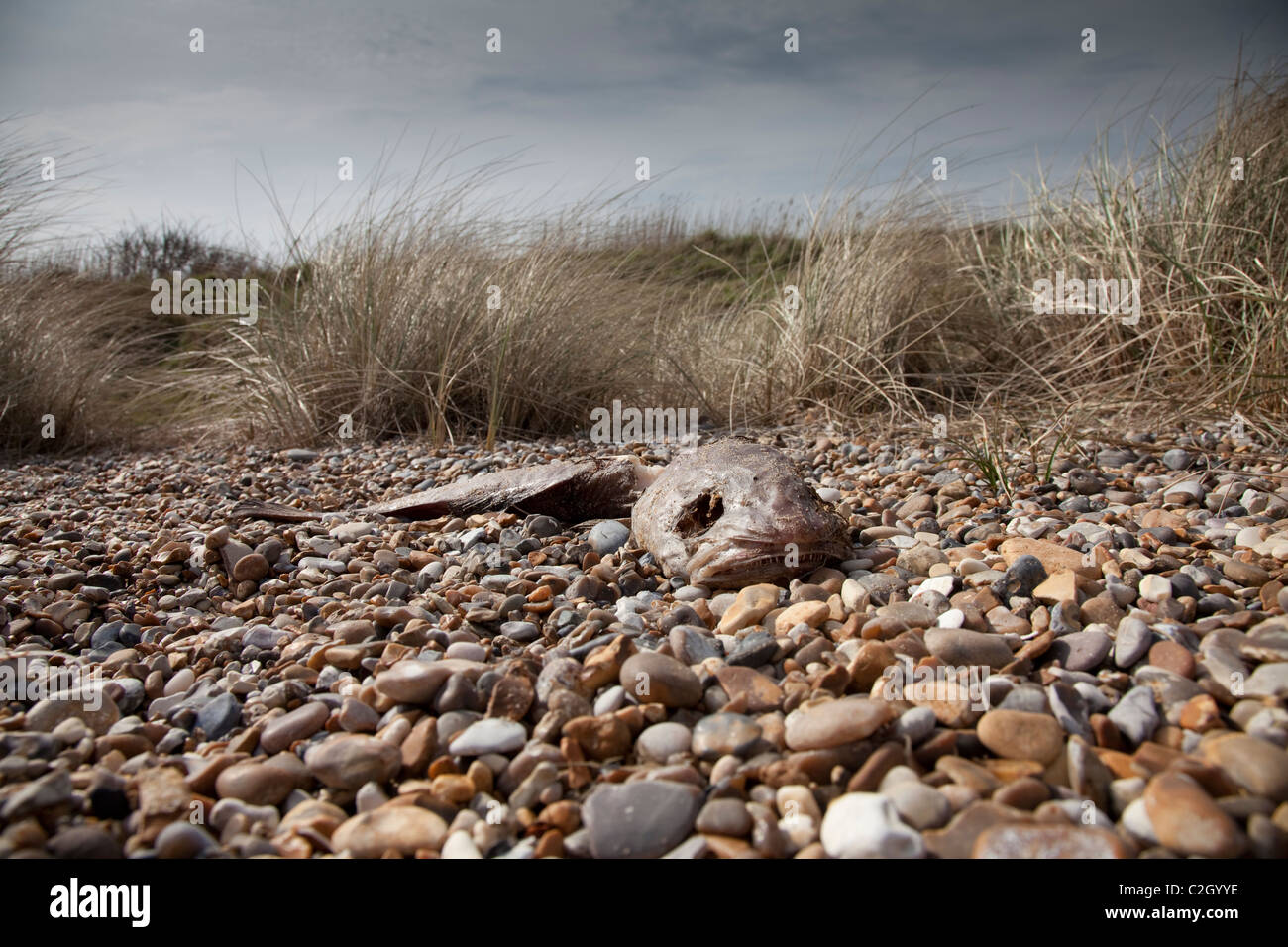 Fish killed on the beach hi-res stock photography and images - Alamy