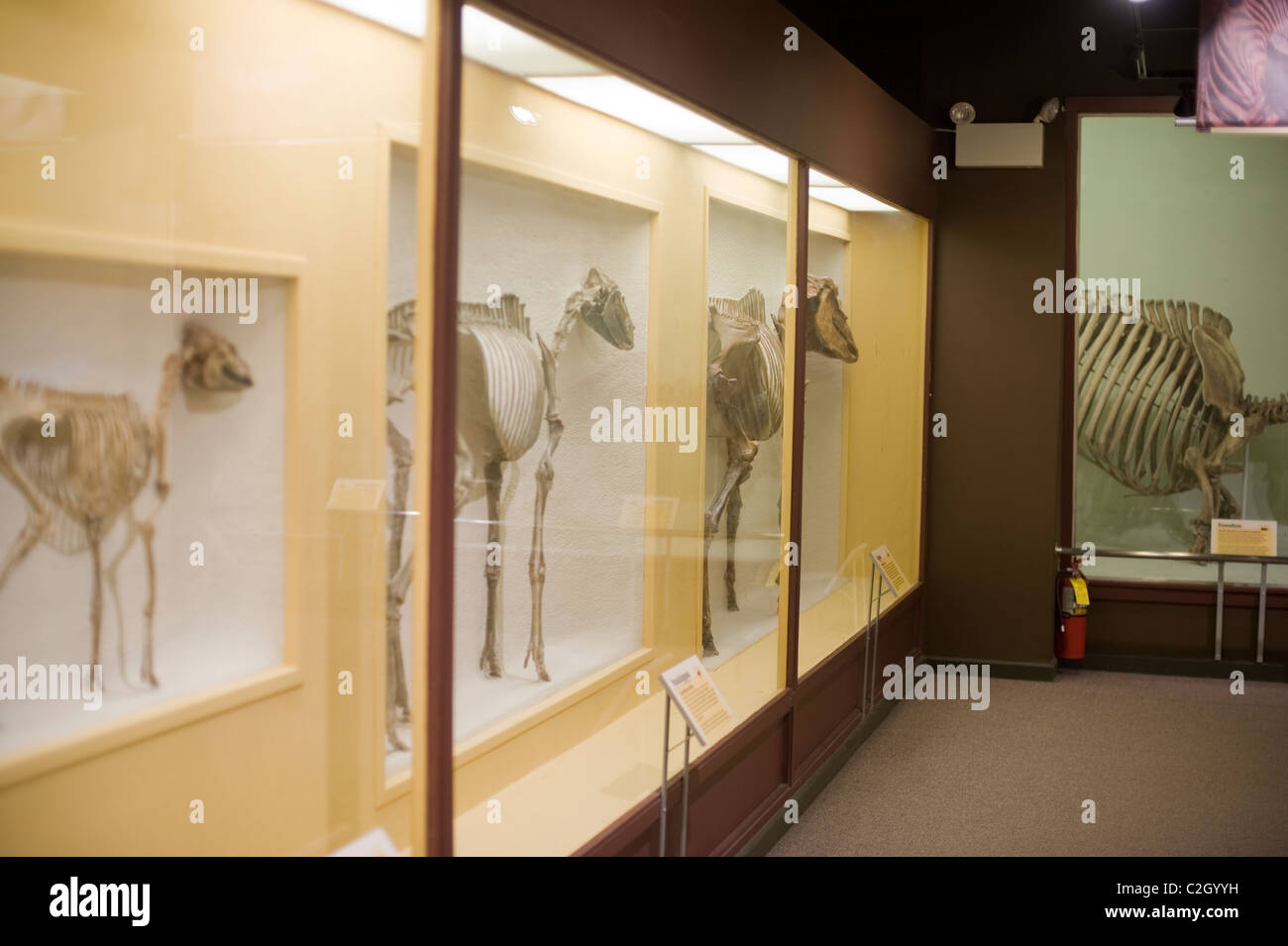 Fossil exhibit at the Harvard Museum of Natural History Stock Photo - Alamy