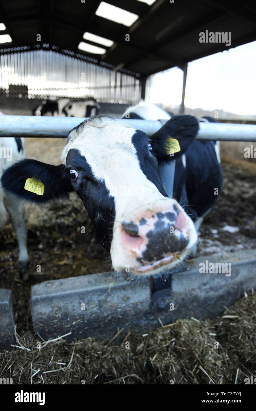 Herding cows farm hi-res stock photography and images - Alamy
