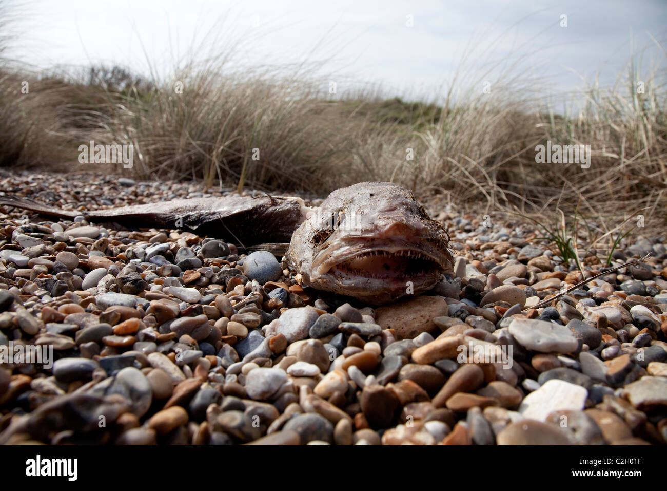 Fish killed on the beach hi-res stock photography and images - Alamy