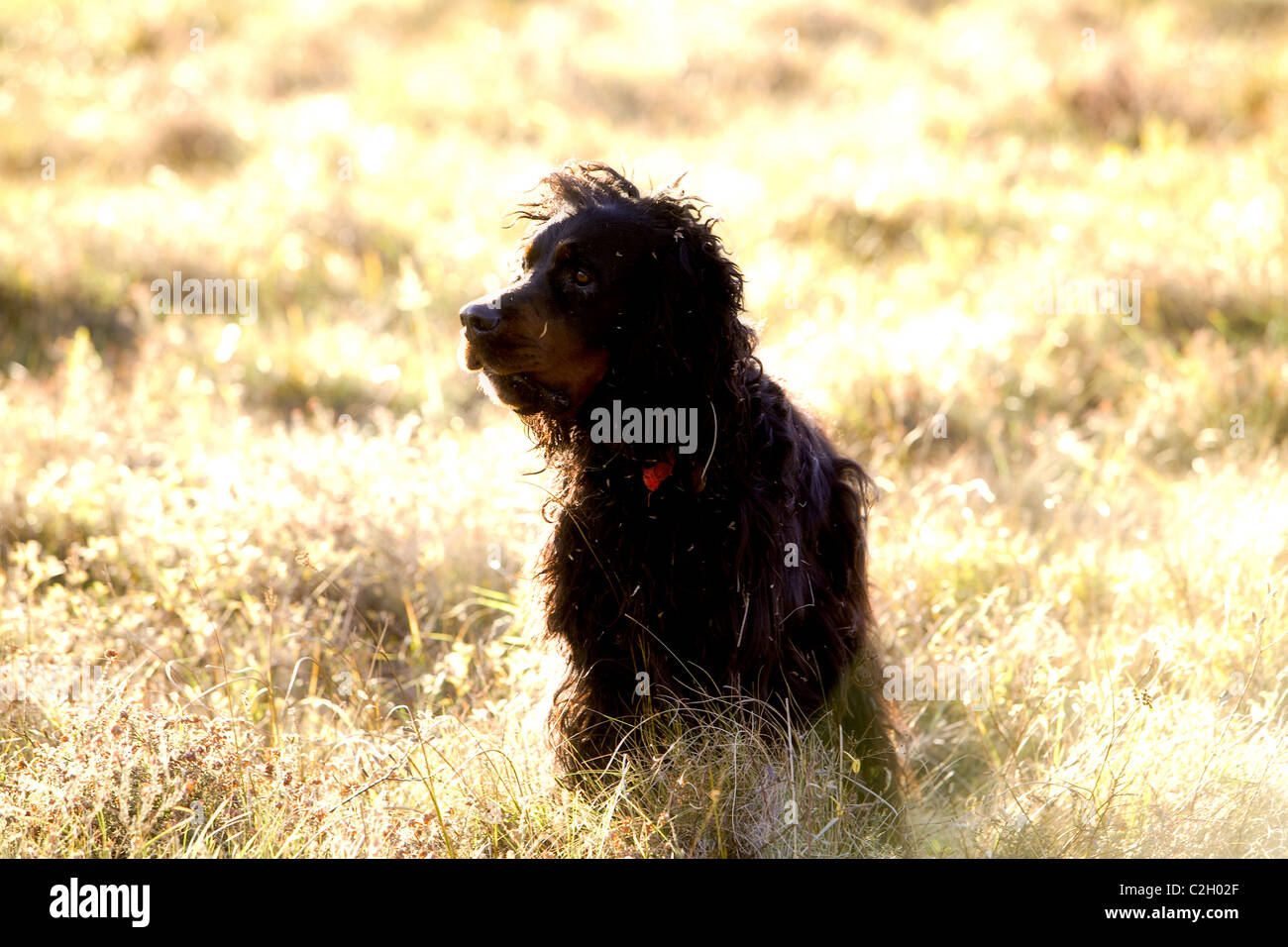 Happy scruffy dog hi-res stock photography and images - Alamy