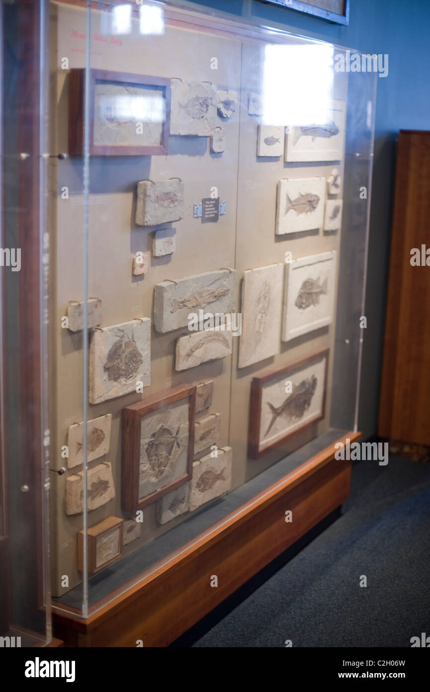 Fossil exhibit at the Harvard Museum of Natural History Stock Photo - Alamy