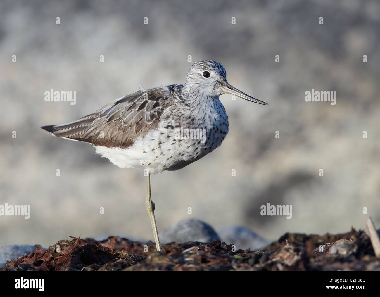 Bird resting on one leg hi-res stock photography and images - Alamy
