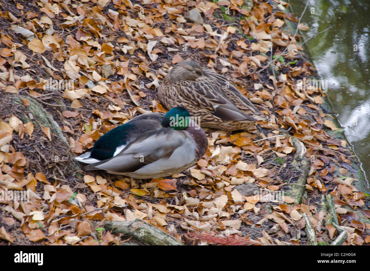 Sleeping duck hi-res stock photography and images - Alamy