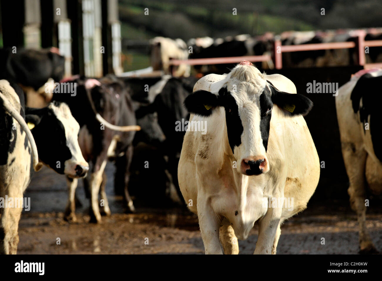 Farmyard on dairy farm hi-res stock photography and images - Alamy