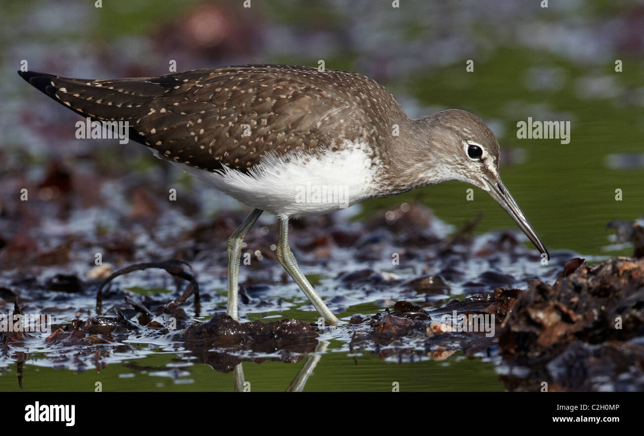 Green Sandpiper (Tringa ochropus) foraging in shallow water Stock Photo ...